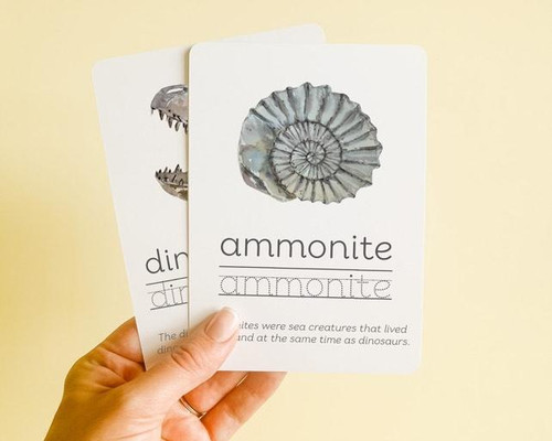 Fossil Flashcards | Steg And Rex