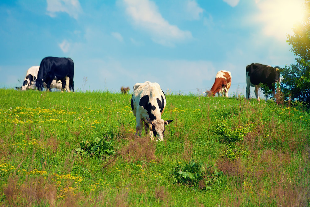 ANIMAL AG IS THE LEADING CAUSE OF CLIMATE CHANGE