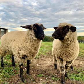 About Woof & Hoof | Woof & Hoof