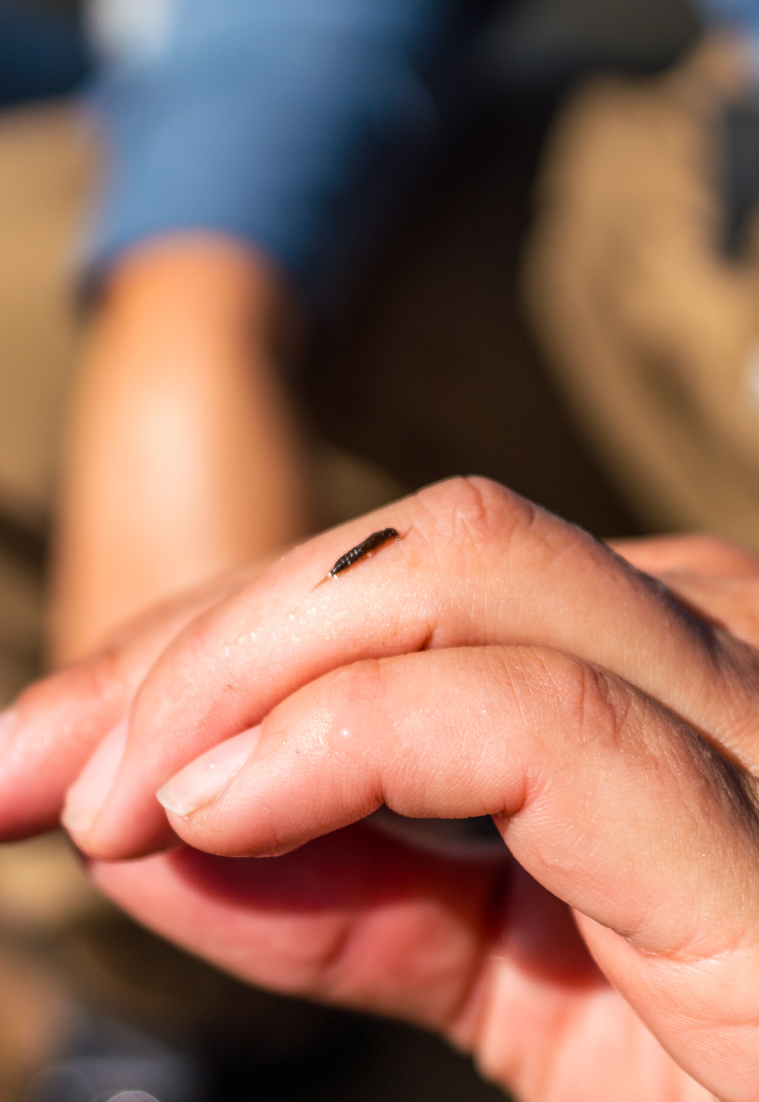 Salmonfly Project | Project Big Wood
