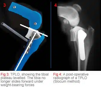 TPLO SURGERY (Cruciate Ligament Repair) | riverside-vets