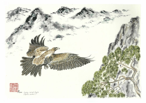 Soaring Eagle | Arlo Mercia
