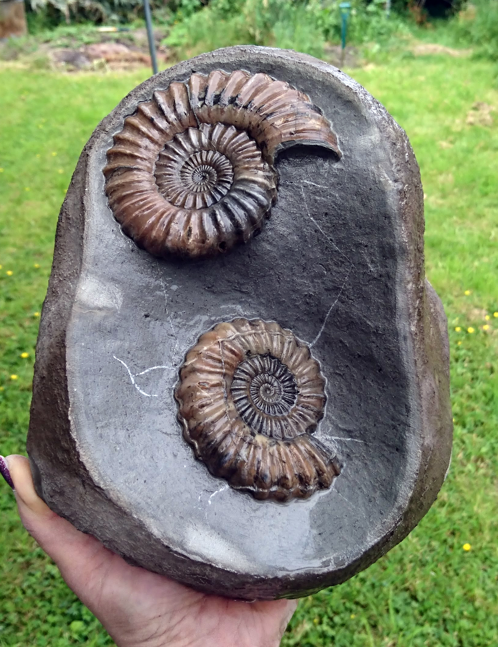 Home | Stonebarrow fossils | Charmouth | United Kingdom