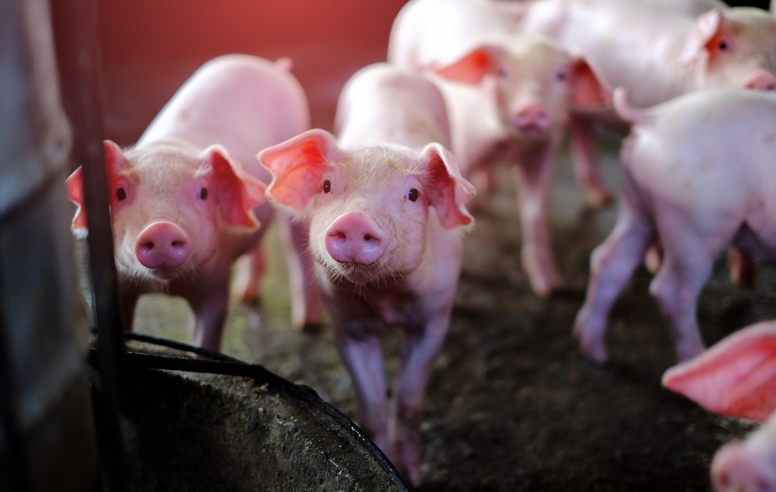 FEED & GRAIN | Centra Sota Coop | Animal Feed Supplier in Cokato