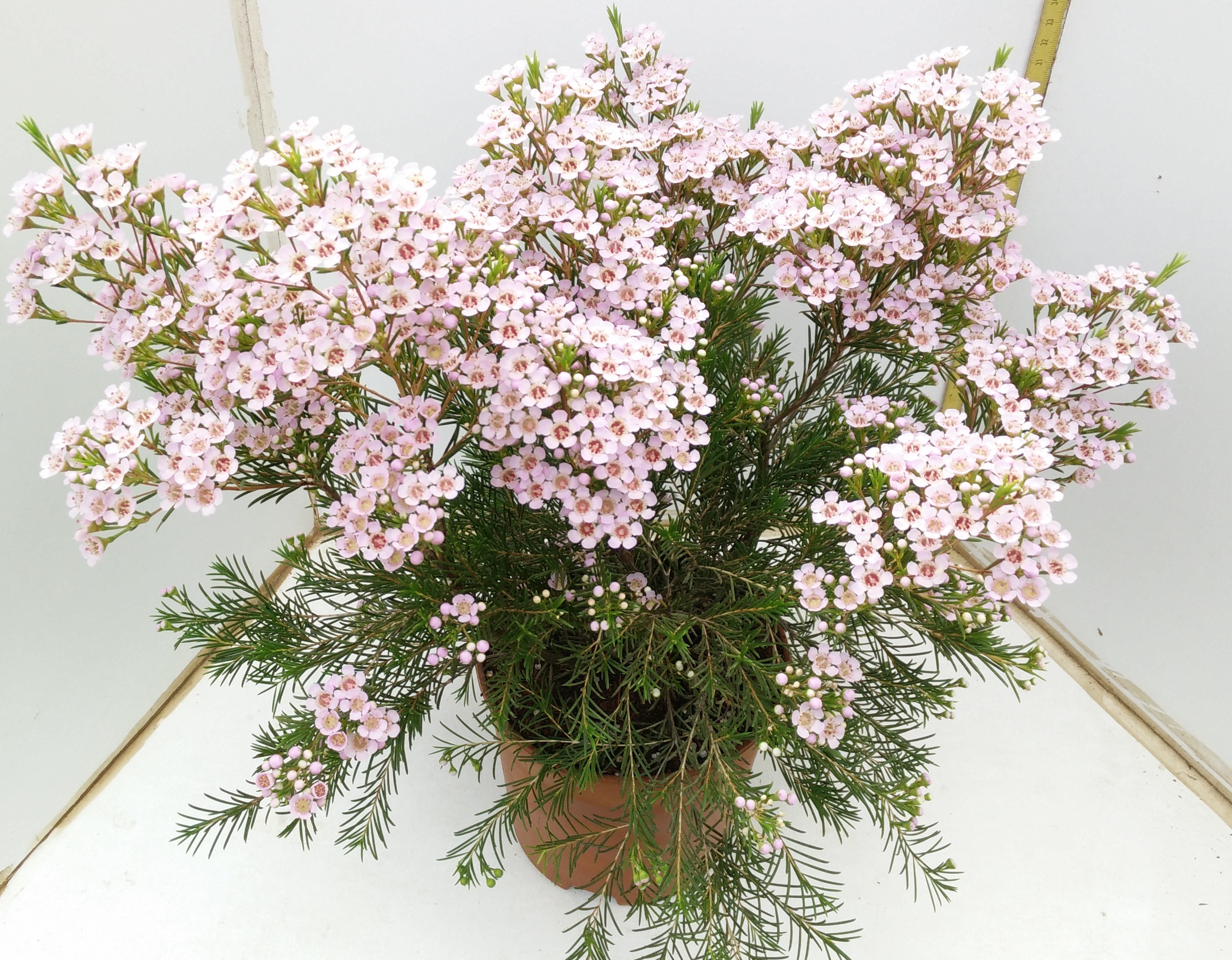 What Is A Wax Flower Plant at Vivian Donnelly blog