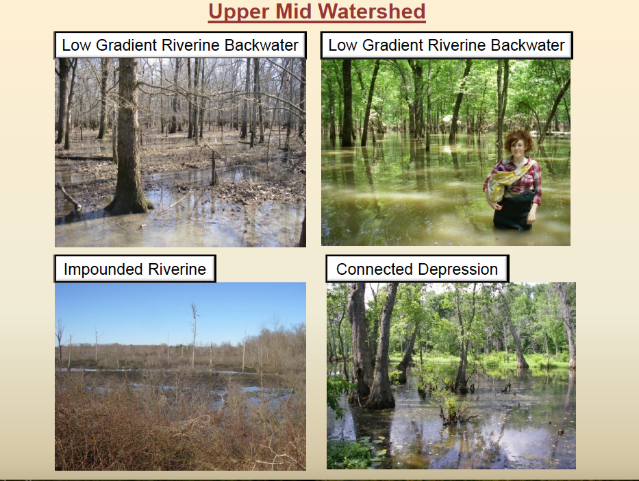 Wetlands Monitoring | WHITE OAK BAYOU WETLANDS CONSERVANCY