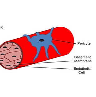 Tecido conjuntivo | conjuntivo