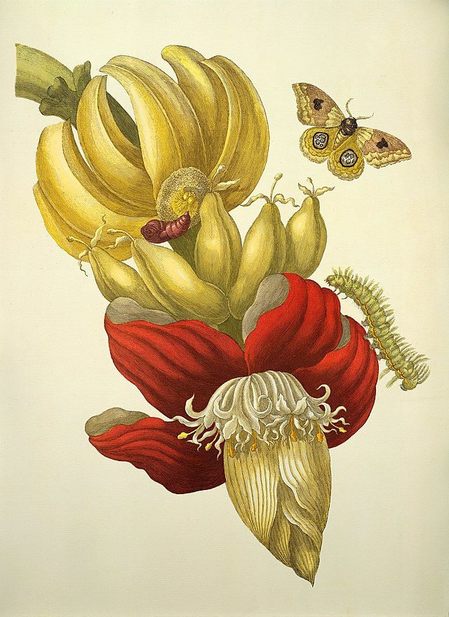 Maria Sibylla Merian:17th Century Artist, Entomologist, Explorer and ...