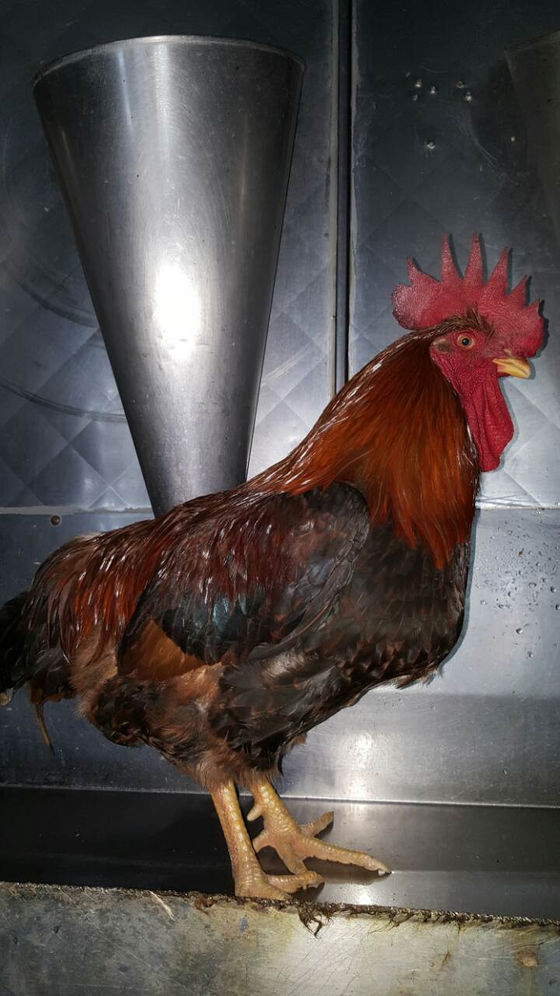 Blog | Baladi Poultry