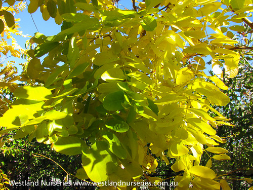 Robinia frisia - Golden Robinia | WestlandNurseries