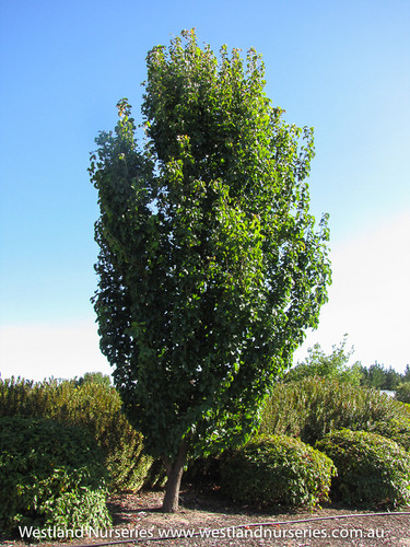 Pyrus calleryana Capital | WestlandNurseries
