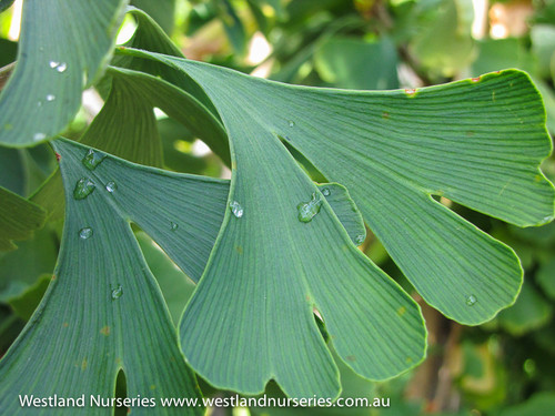 Ginko Bilboa - Maidenhair Tree | WestlandNurseries