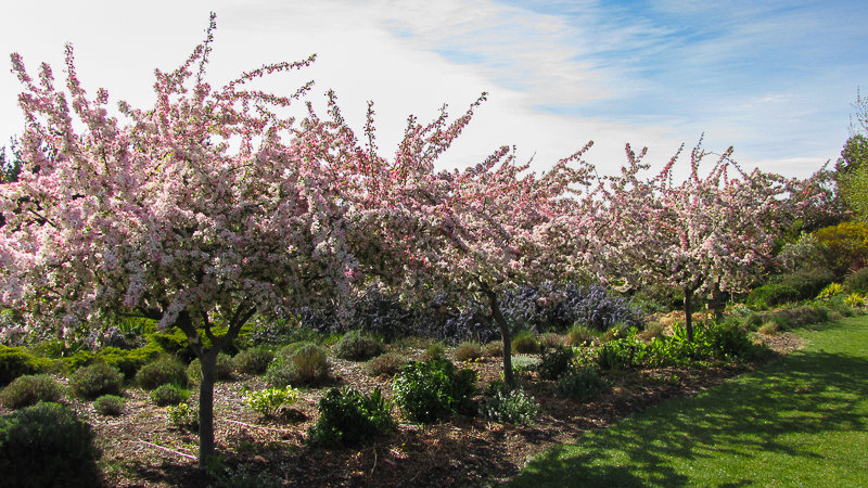 Malus ioensis rubra - crab apple | WestlandNurseries