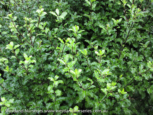 Pittosporum Tasman Ruffles | WestlandNurseries