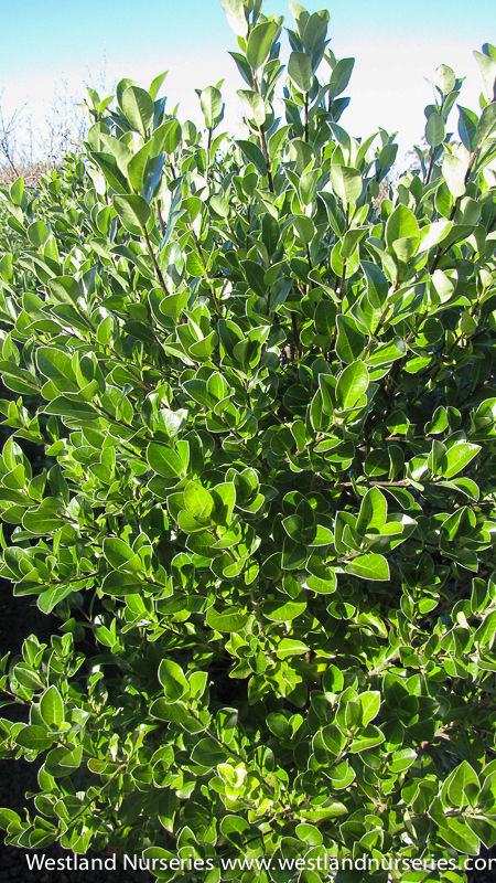 Pittosporum Stephens Island | WestlandNurseries