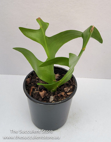 Selenicereus chrysocardium - Fern Leaf Cactus | the-succulent-store