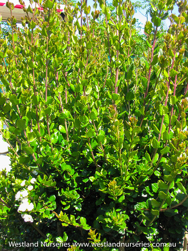 Luma aciculate | WestlandNurseries