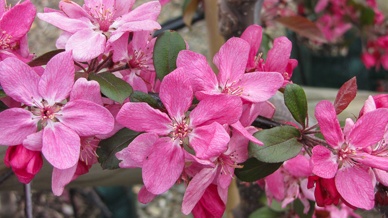 Malus ioensis rubra - crab apple | WestlandNurseries