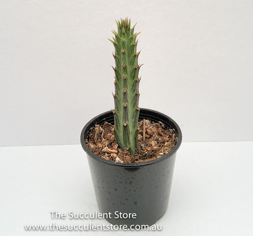 Senecio stapeliiformis major - Large Pickle Plant | the-succulent-store