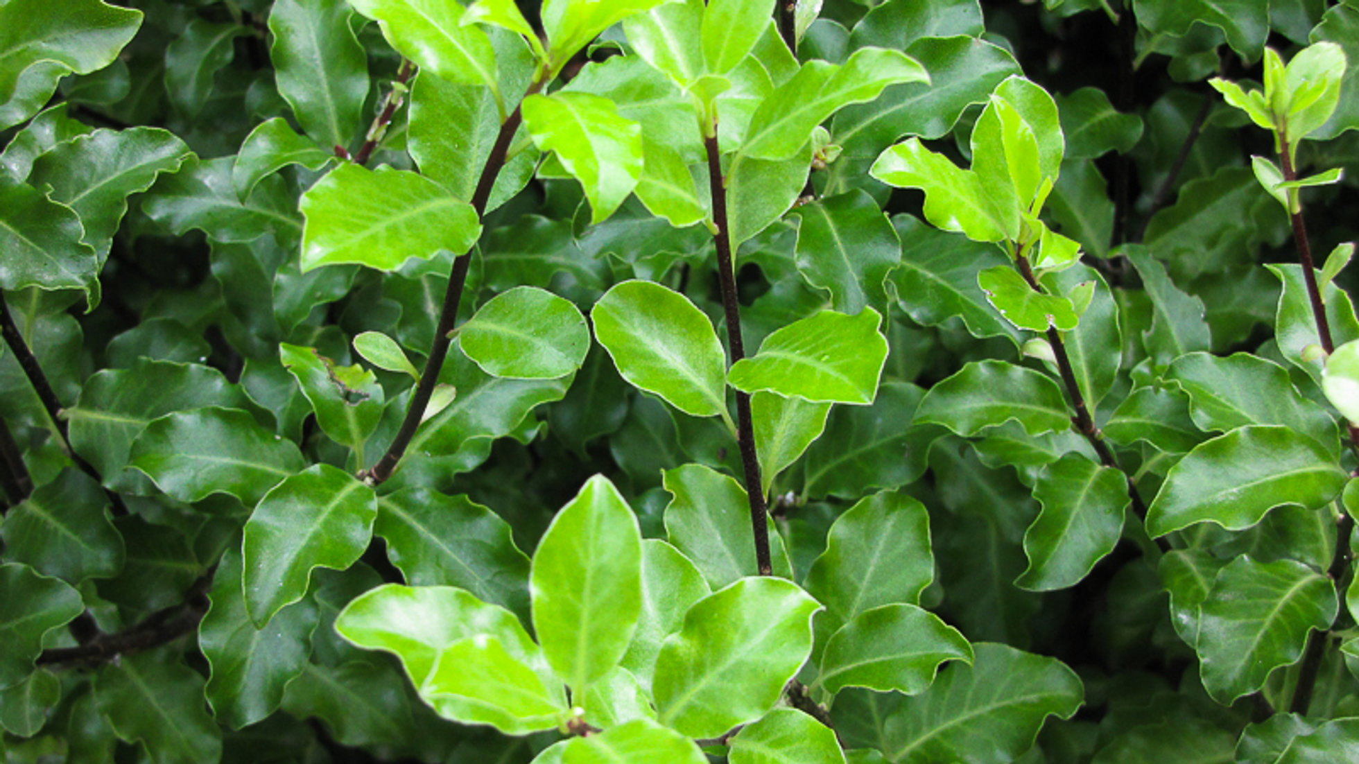 Pittosporum Tasman Ruffles | WestlandNurseries