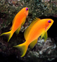 Common Anthia | My Site