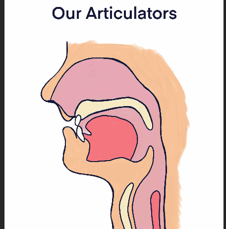 Articulators Diagram