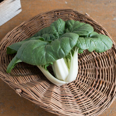 Pac Choi Plants | One Straw Farm
