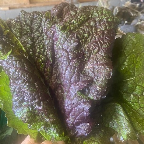 Red and Green Mustard Plants | One Straw Farm