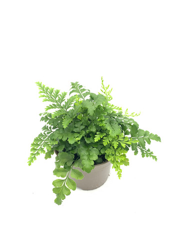 Asplenium Parvati (Moedervaren) | Plantje van Mandje