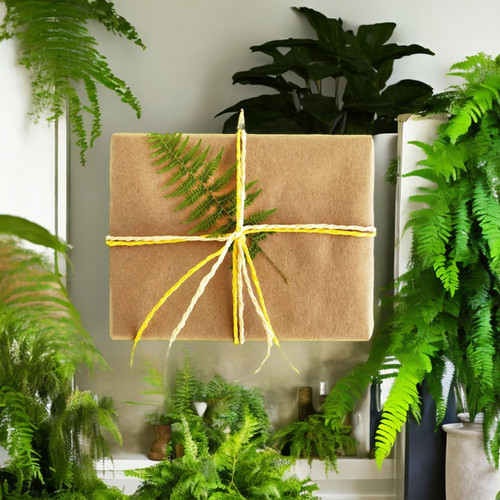 Verrassingsbox 3 of 5 binnenvarens (Tropische varens) | Plantje van Mandje