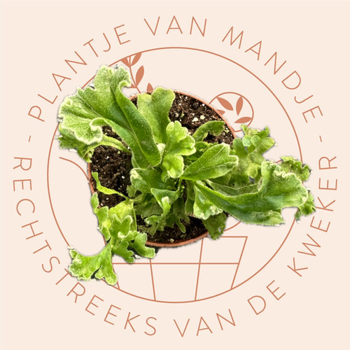 Pyrrosia lingua ‘Cristata’ 7 cm pot | Plantje van Mandje