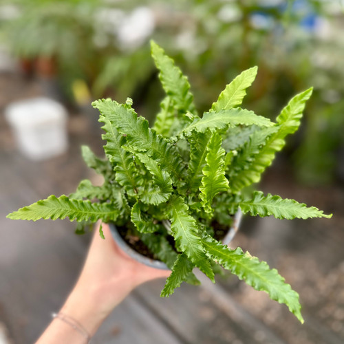 Phyllitis scolopendrium ‘Angustifolia’ | Plantje van Mandje