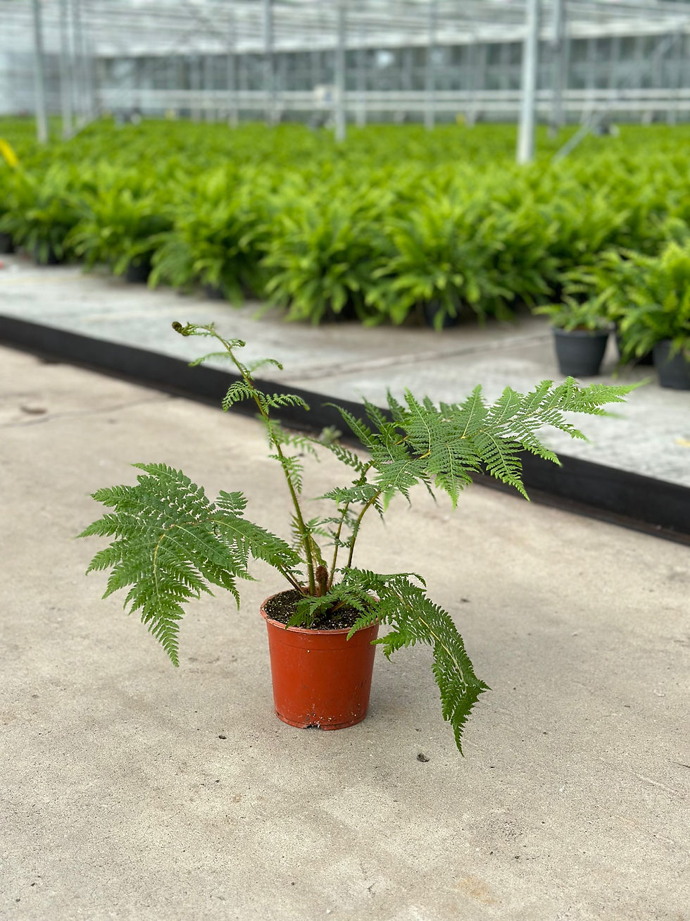 Boomvarens | Plantje van Mandje