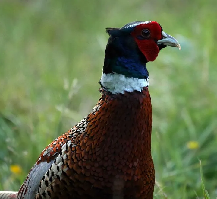 Finchingfield Events Calendar | Finchingfield Guild