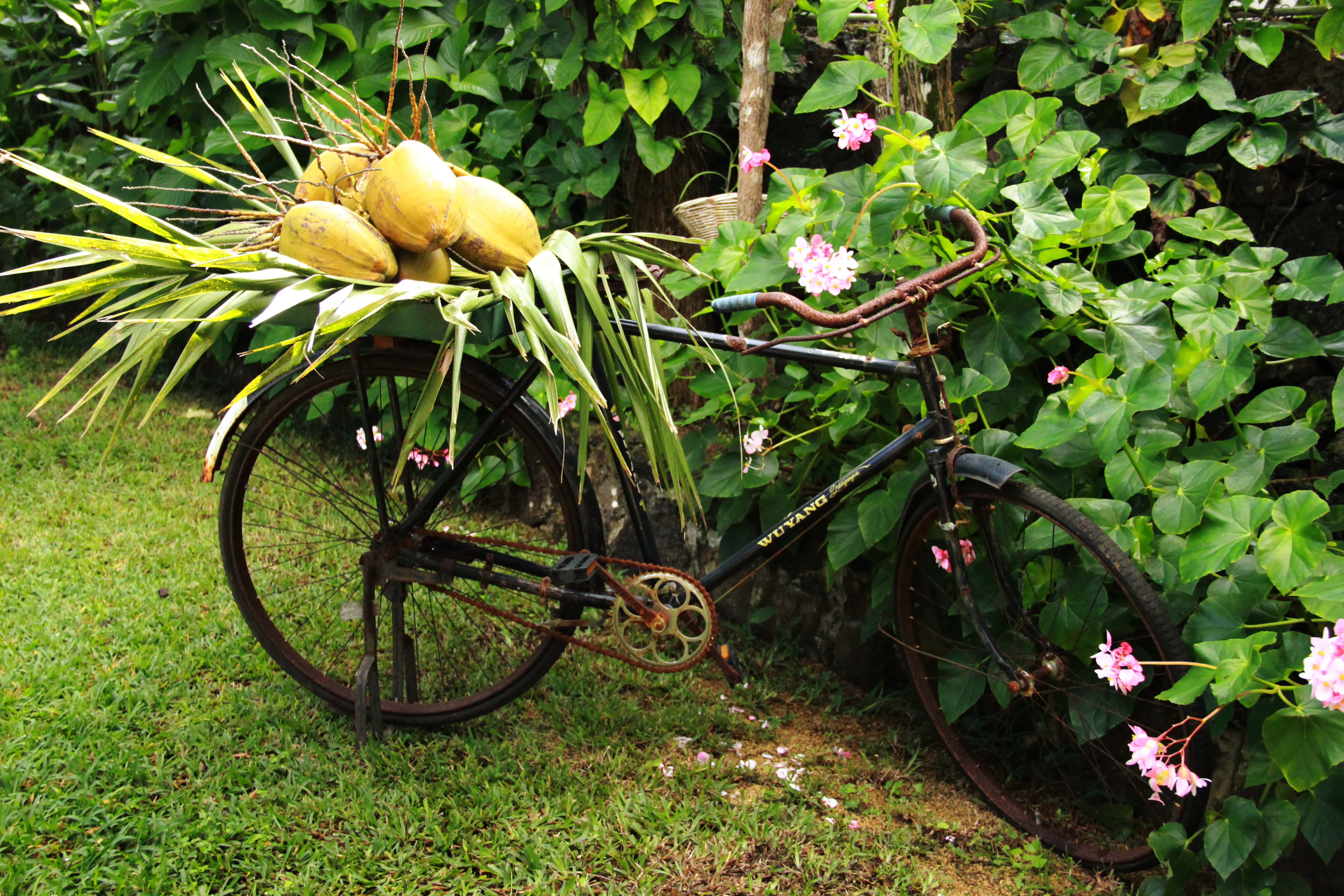 Escale Créole - Table D'hôtes - Ile Maurice - Mauritius