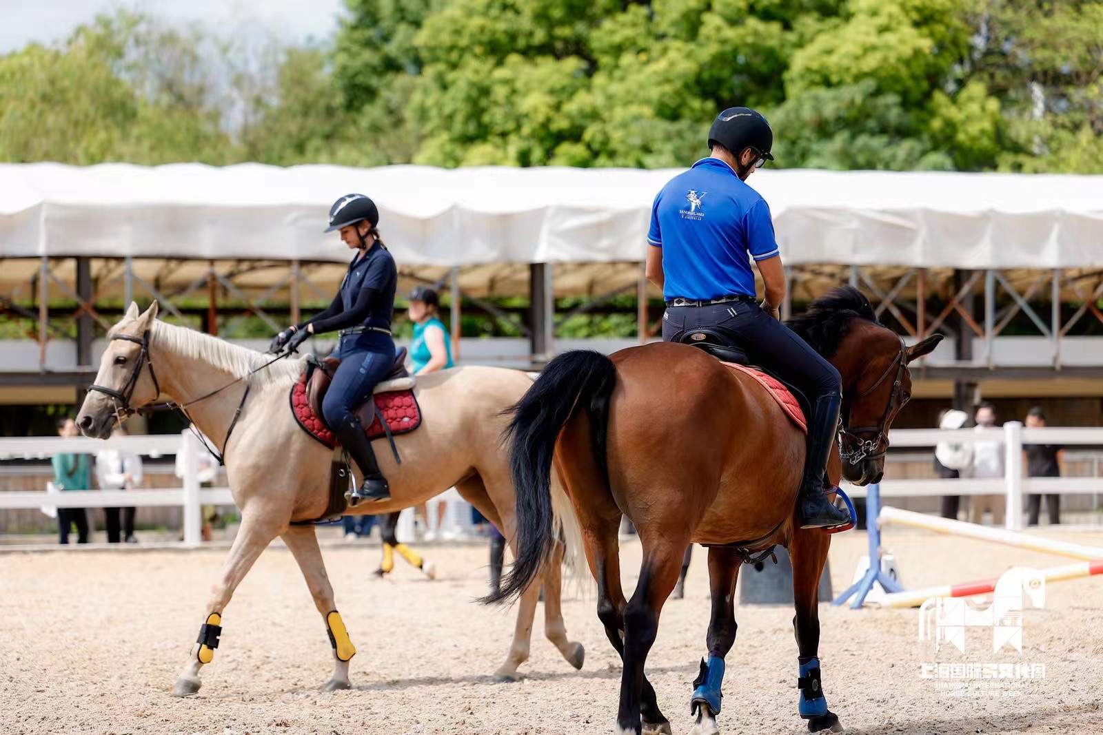 Gallery | WonderHorse