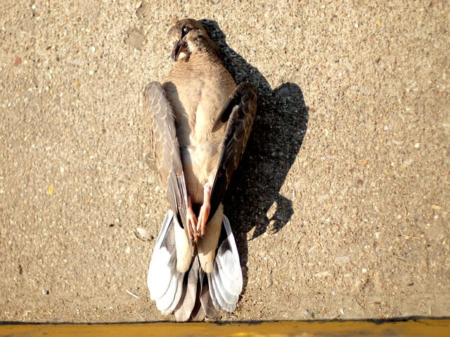 The Mystery Plague That Is Killing Countless Birds In 9 States And ...