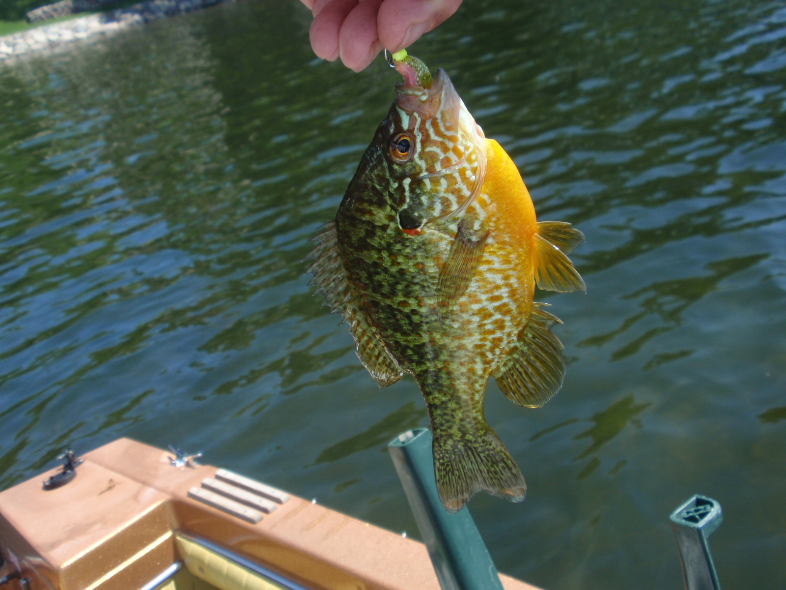 Sunfish | bigmnfish