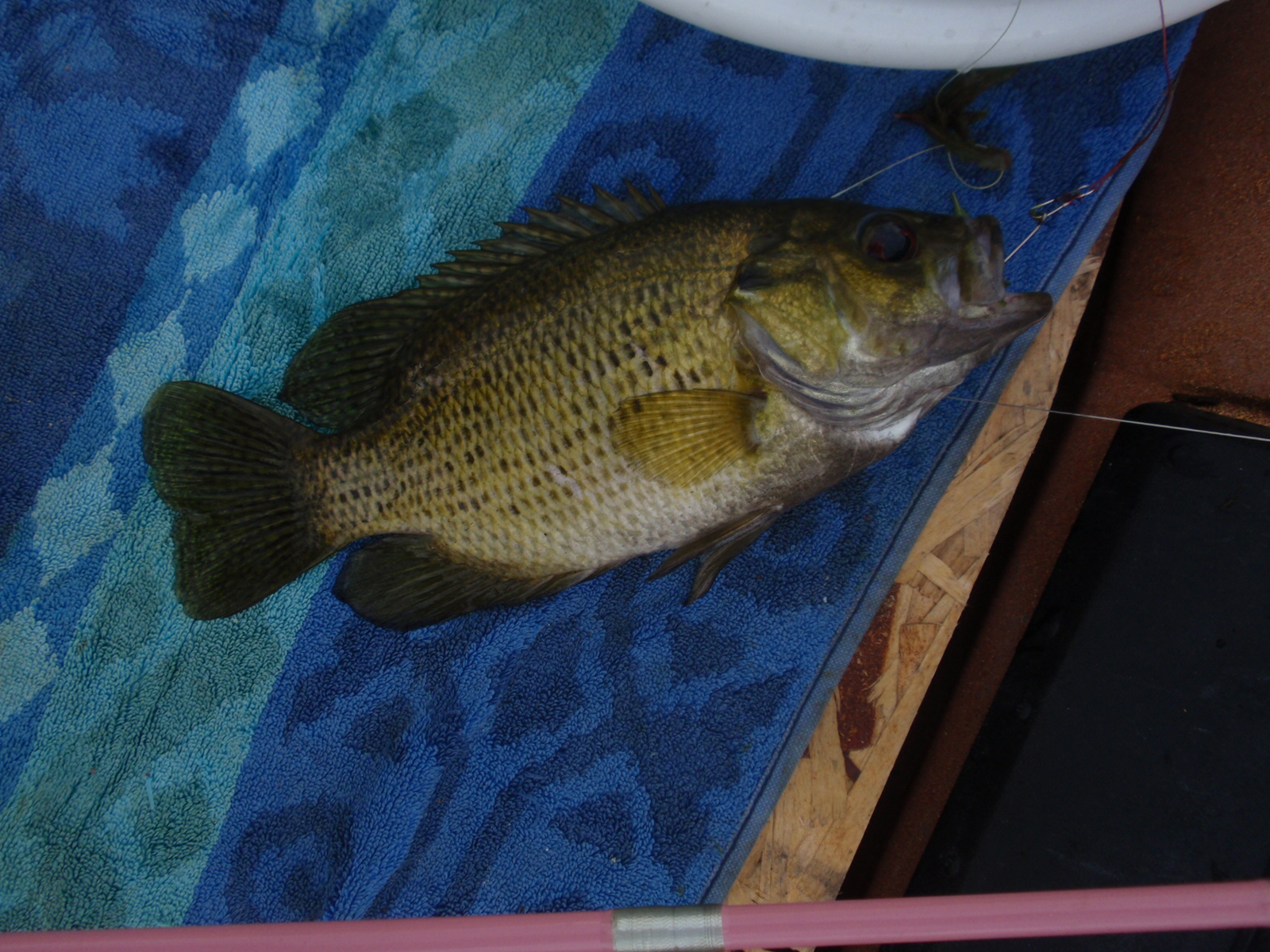 Rock Bass | bigmnfish