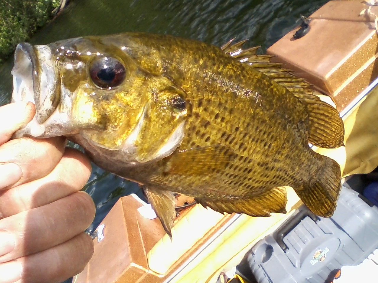 Rock Bass | bigmnfish