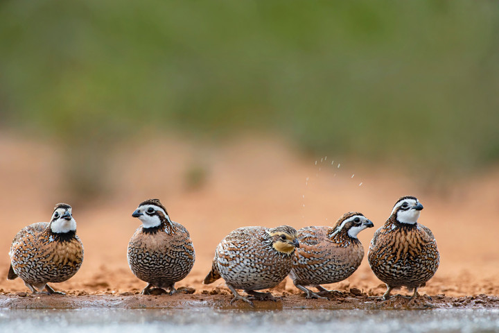 Northern Bobwhite | Chicks and Flight Ready | Alabama Quail