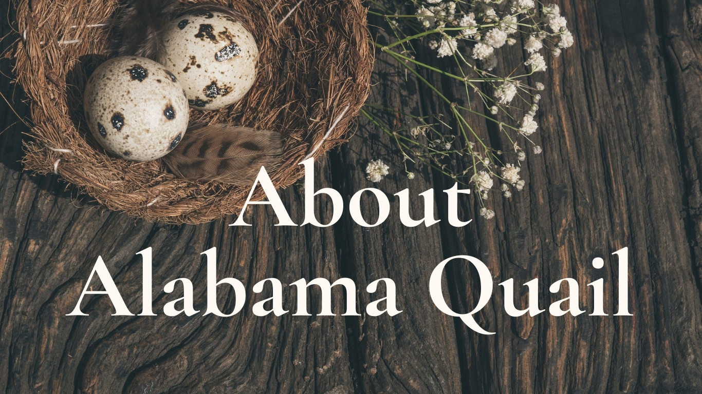 About | Alabama Quail