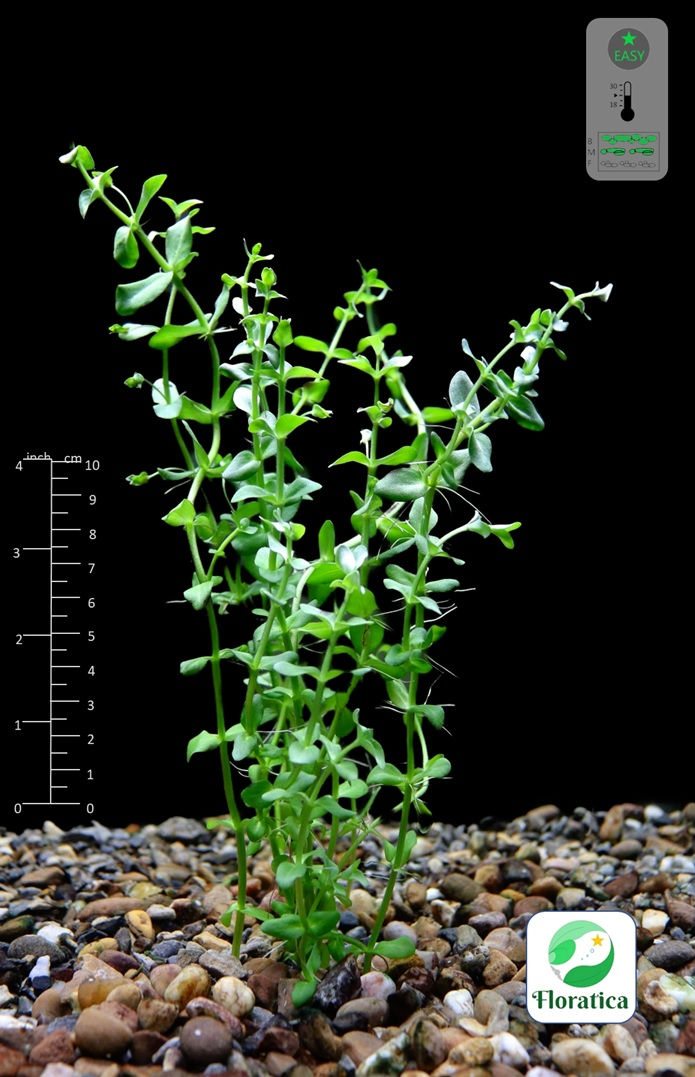 Stem_plants | Floratica