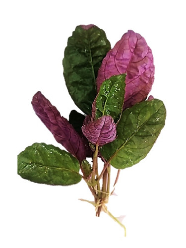 Hemigraphis Colorata 'Exotica' - Live Aquatic Plant | Floratica