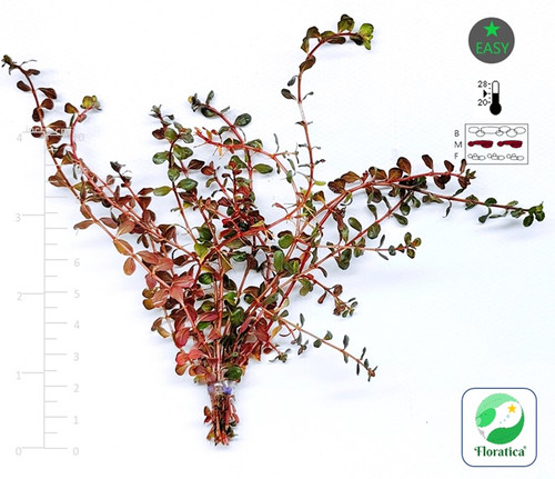 Rotala Indica 'Indian Toothcup' - Live Aquatic Plants | Floratica