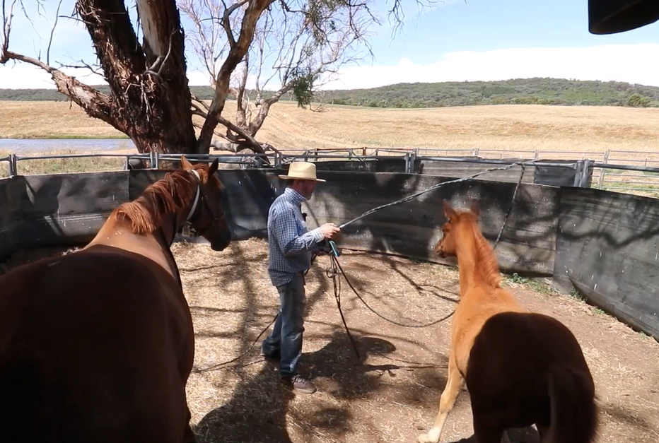 Foal Handling - 3 part Series, Segment 1 | Horse Tamer
