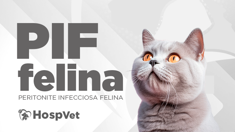 Peritonite Infecciosa Felina (PIF)