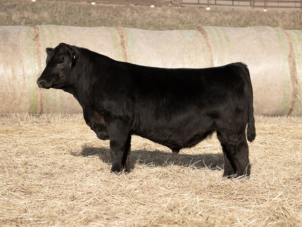 Bred For Balance | Bull & Female Sale