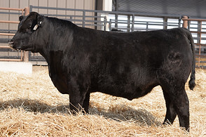 SIRE DIRECTORY | Bred For Balance