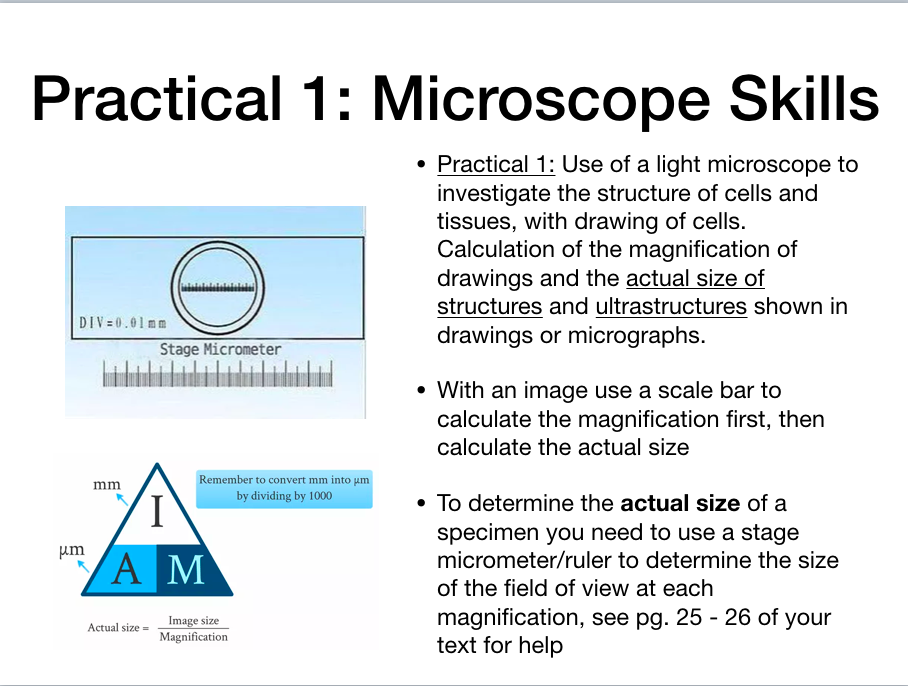 IBDP Biology: Practical 1 Microscopy Tips & Tricks